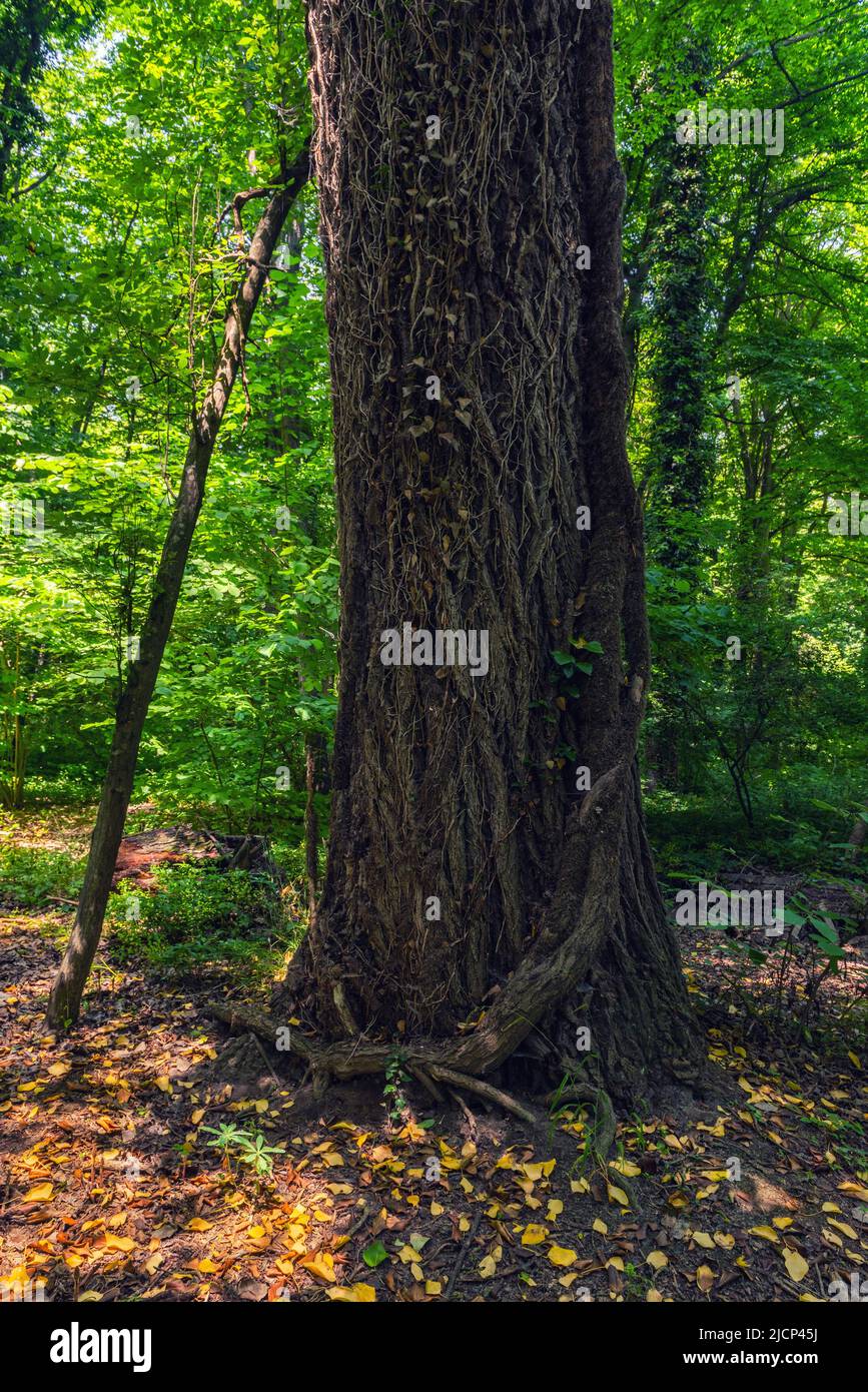 Thick trunk of a perennial old tree Stock Photo - Alamy