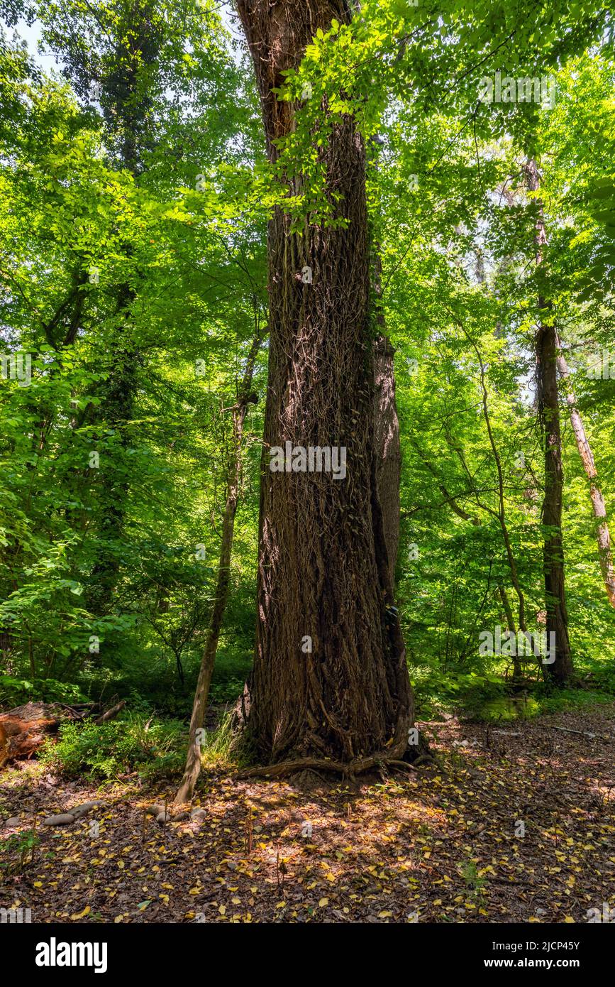 Thick trunk of a perennial old tree in green dense forest Stock Photo ...