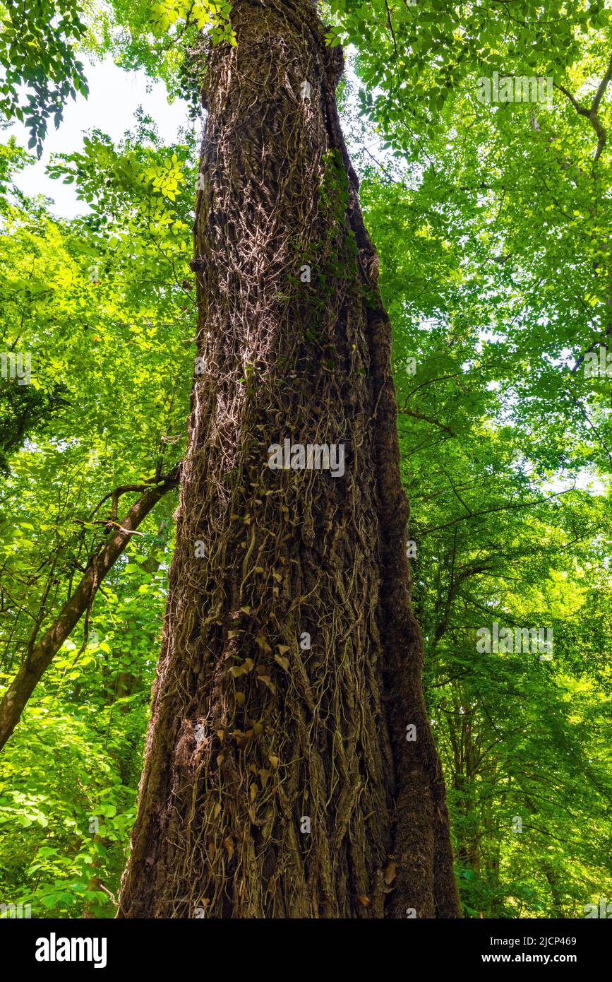 Thick trunk of a perennial old tree Stock Photo - Alamy