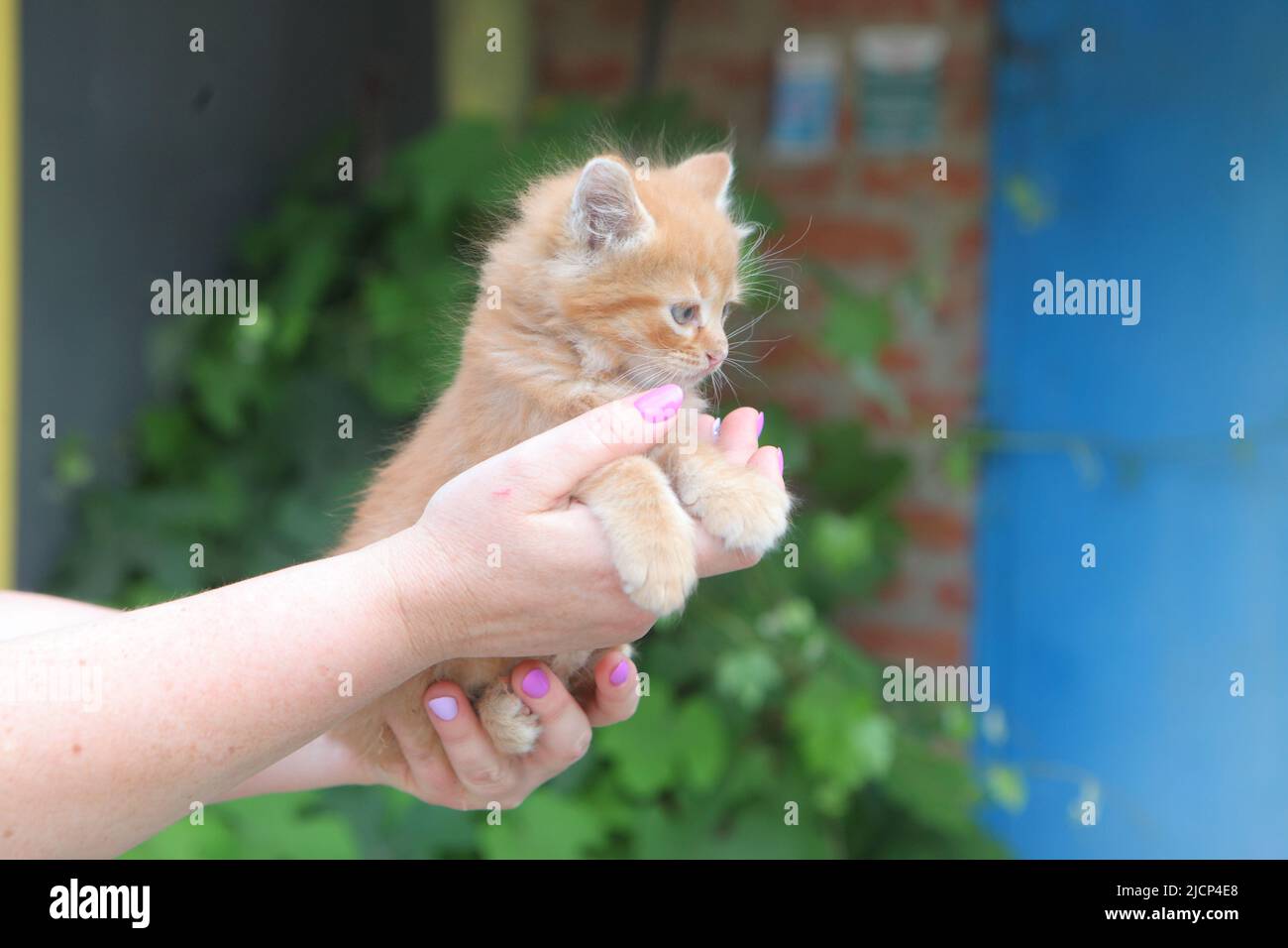 Homeless ginger cat looks hi-res stock photography and images - Alamy
