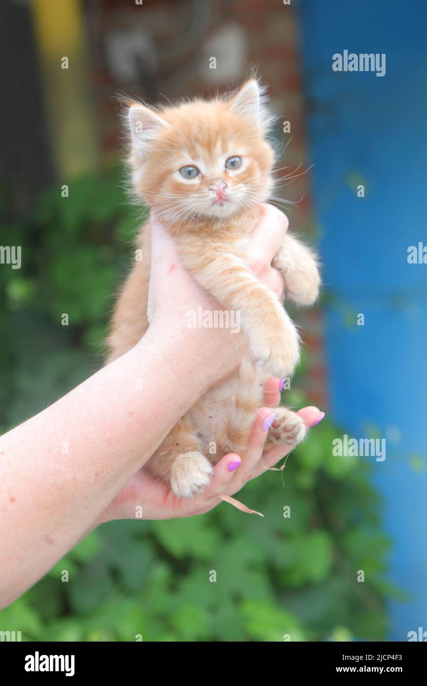 Little homeless, ginger kitten on the street Stock Photo - Alamy