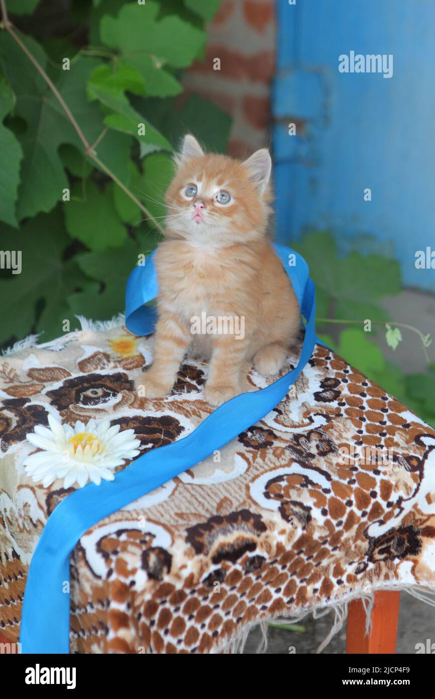 Little homeless, ginger kitten on the street Stock Photo - Alamy