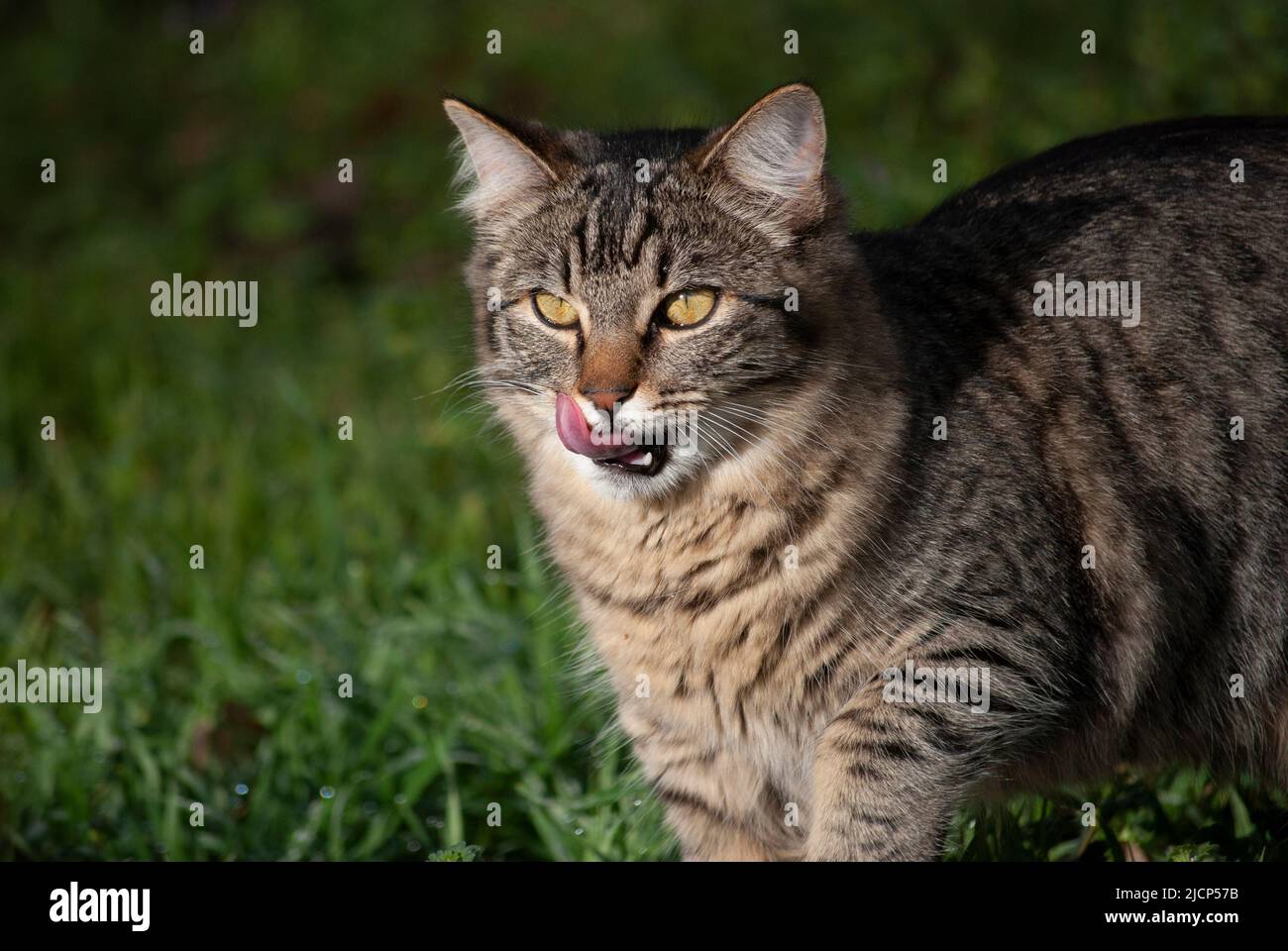 Licking chops hi-res stock photography and images - Alamy