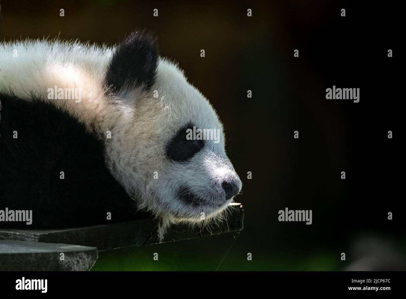 A giant panda, a cute baby panda napping, portrait of the head Stock ...