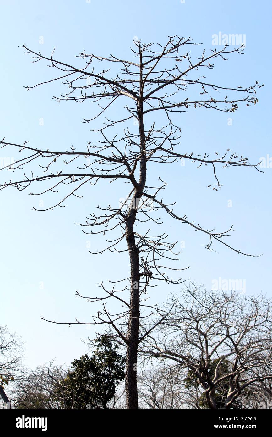 OLD DRY TREE WITHOUT LEAF IN WOOD ISOLATED ON LIGHT BLUE BACKGROUND ...