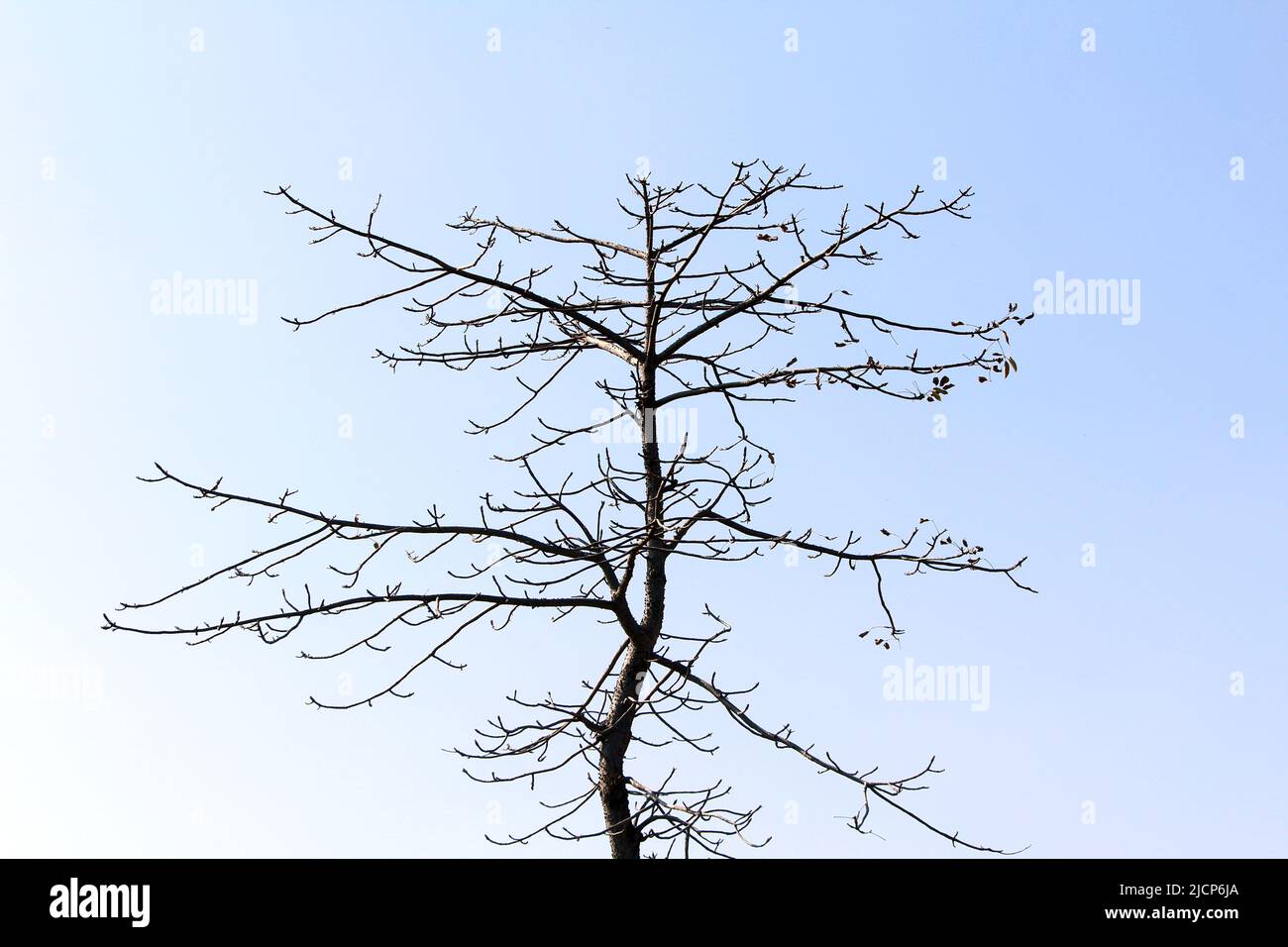 Tree without leaves isolated on hi-res stock photography and images - Alamy