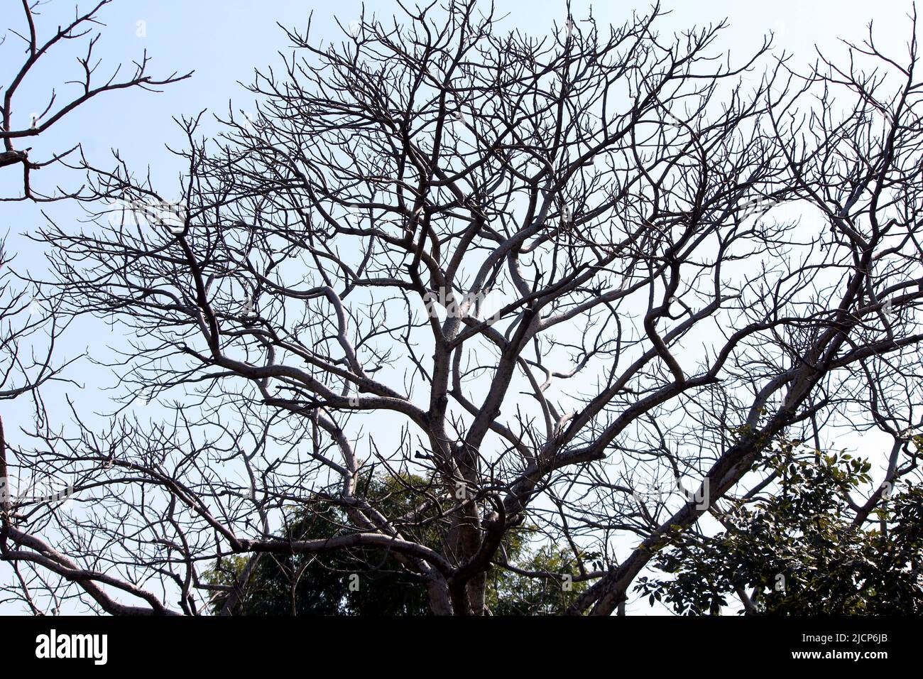 OLD DRY TREE WITHOUT LEAF IN WOOD ISOLATED ON LIGHT BLUE BACKGROUND ...