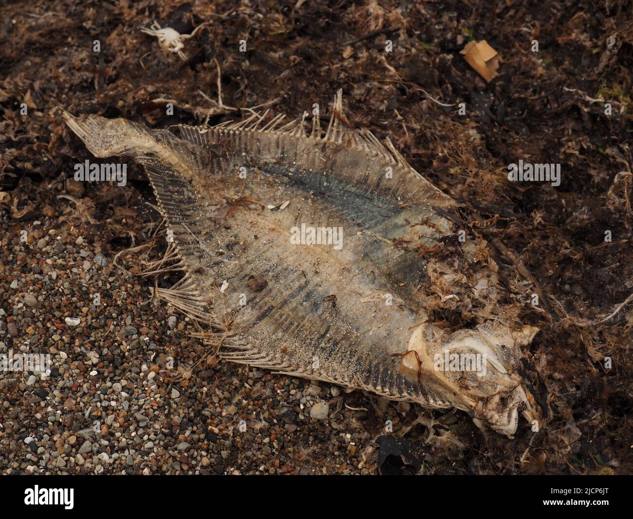 Dead flatfish on the beach of the Baltic Sea, Germany Stock Photo - Alamy