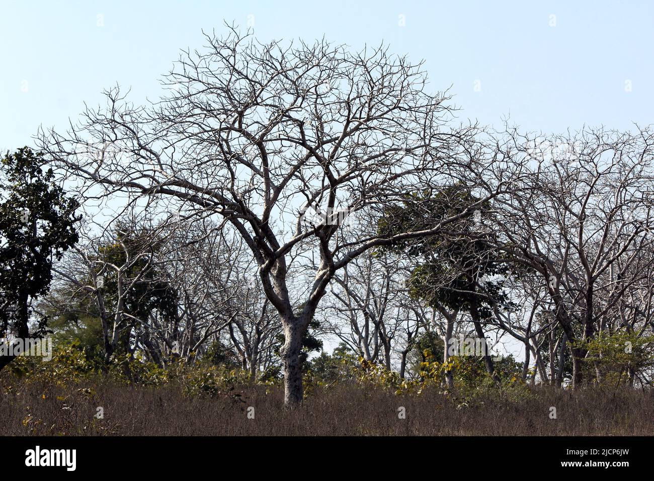 OLD DRY TREE WITHOUT LEAF IN WOOD ISOLATED ON LIGHT BLUE BACKGROUND ...