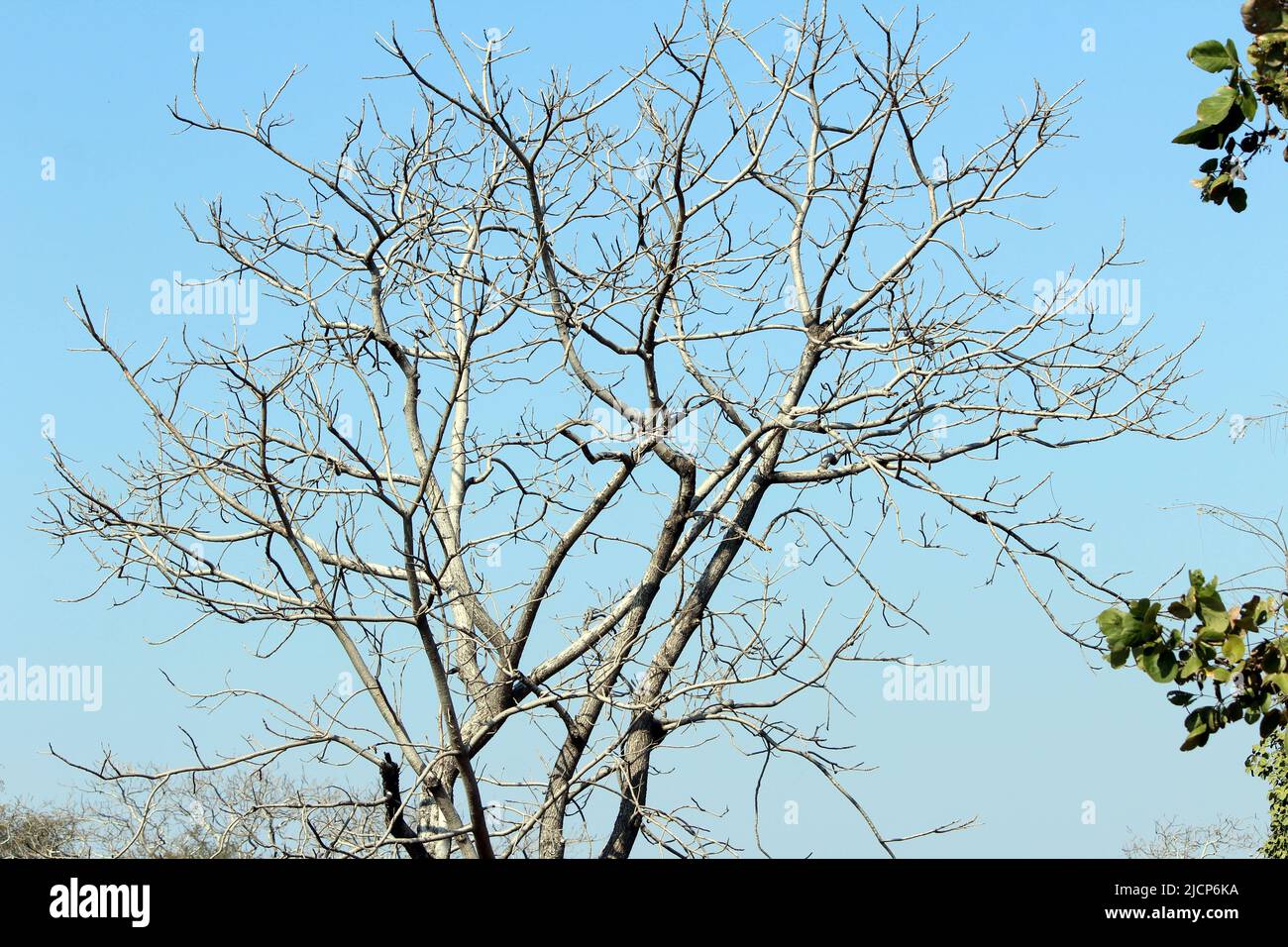 OLD DRY TREE WITHOUT LEAF IN WOOD ISOLATED ON LIGHT BLUE BACKGROUND ...