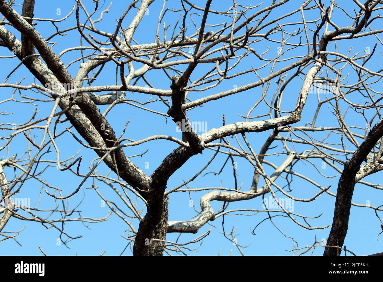 OLD DRY TREE WITHOUT LEAF IN WOOD ISOLATED ON LIGHT BLUE BACKGROUND ...