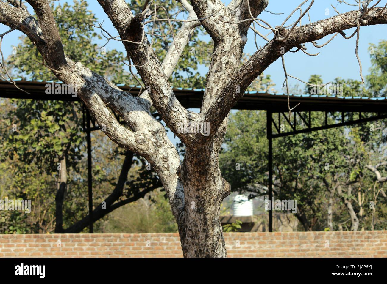 OLD DRY TREE WITHOUT LEAF IN WOOD ISOLATED ON LIGHT BLUE BACKGROUND ...