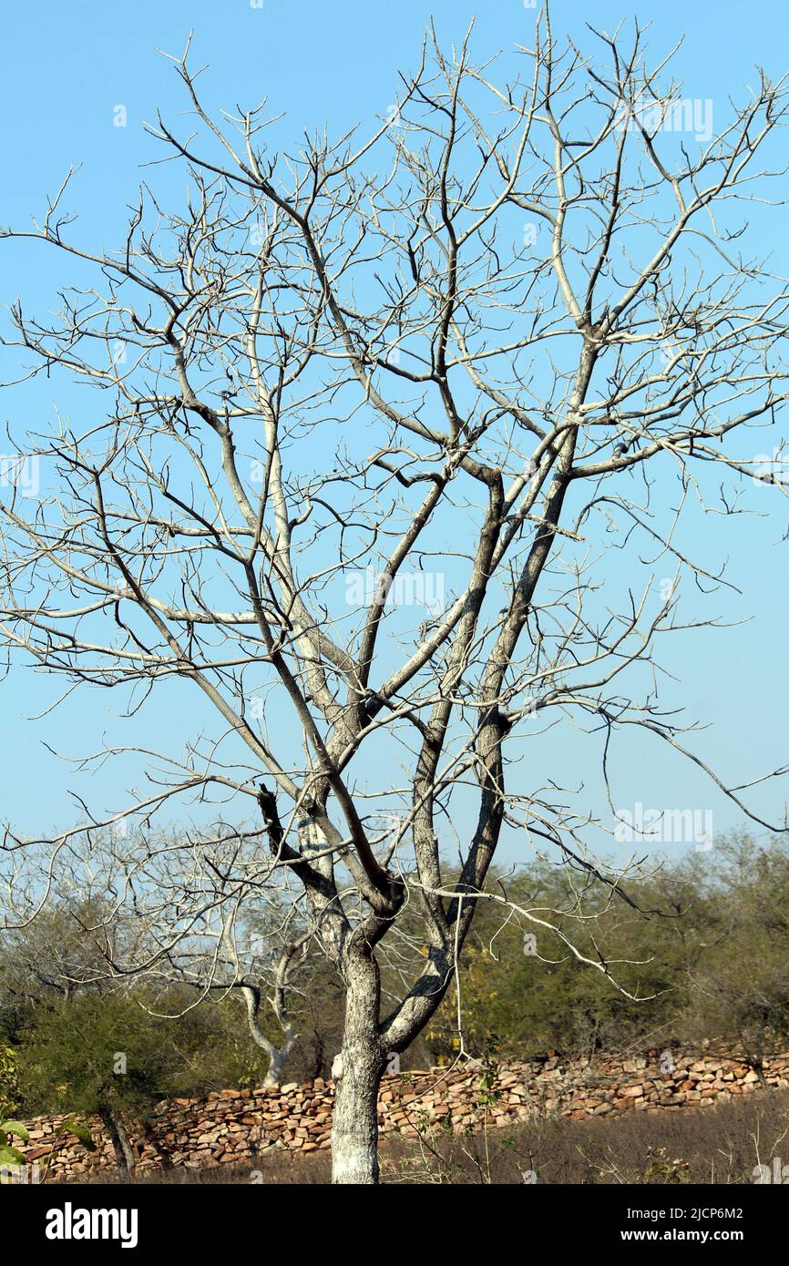 OLD DRY TREE WITHOUT LEAF IN WOOD ISOLATED ON LIGHT BLUE BACKGROUND ...