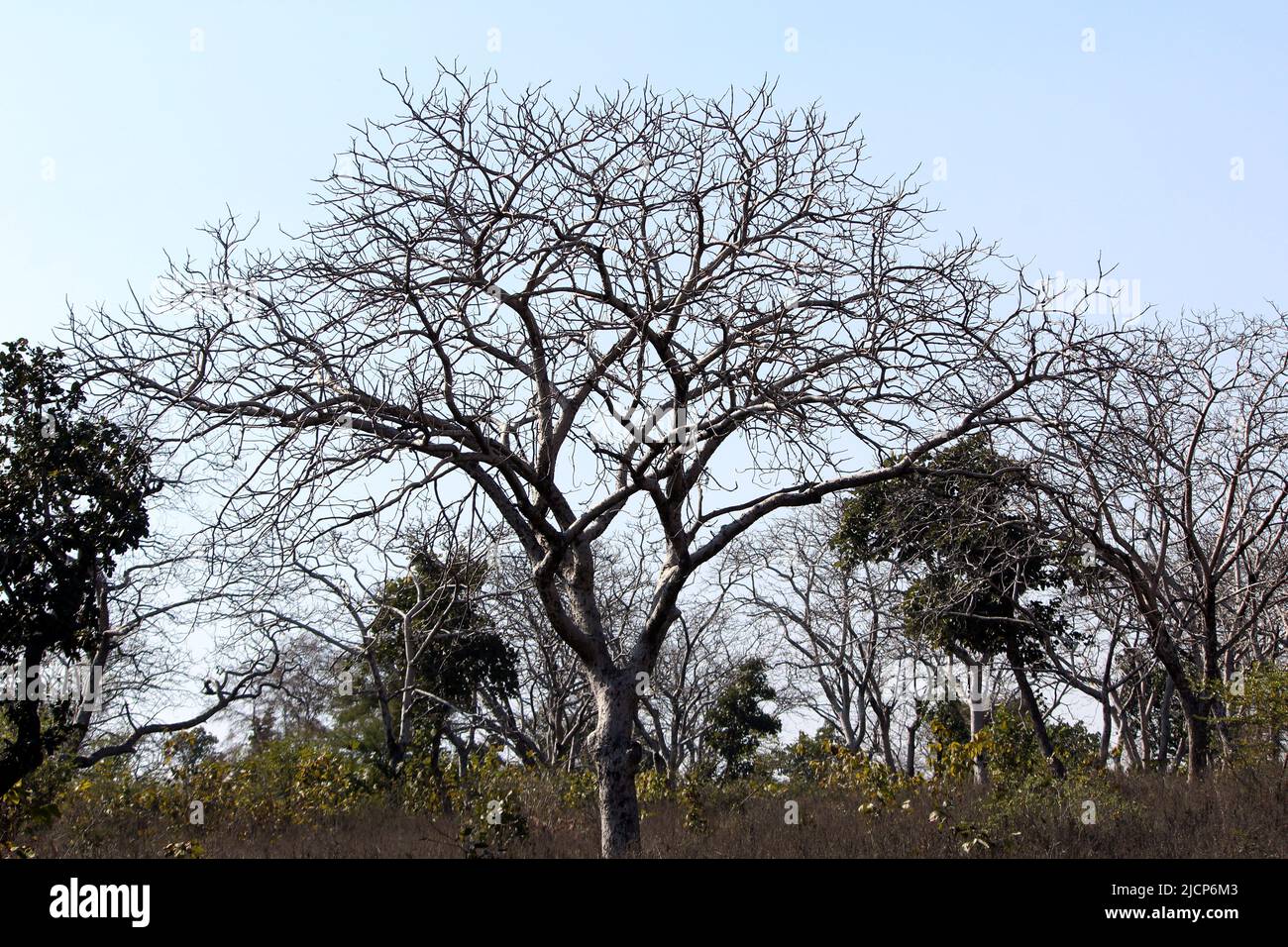 OLD DRY TREE WITHOUT LEAF IN WOOD ISOLATED ON LIGHT BLUE BACKGROUND ...