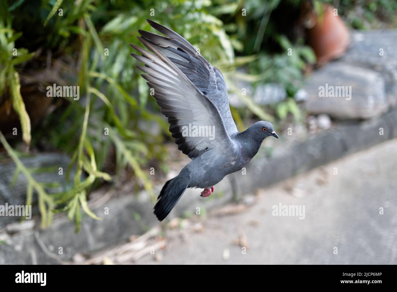 Movement Scene of Rock Pigeon Flying in The Air Isolated on Blurry ...