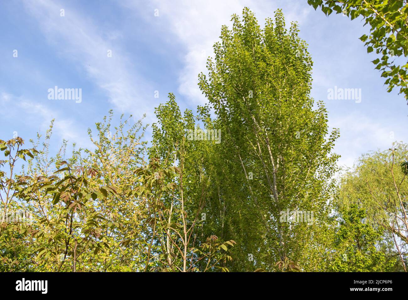 Alley of poplar trees hi-res stock photography and images - Alamy
