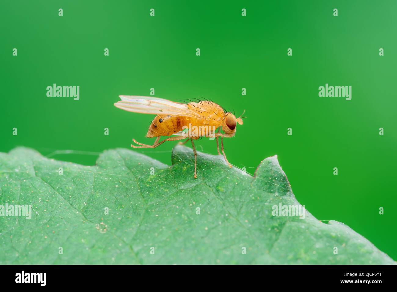 Tropical Fruit Fly Drosophila Diptera Parasite Insect Pest Close-up ...