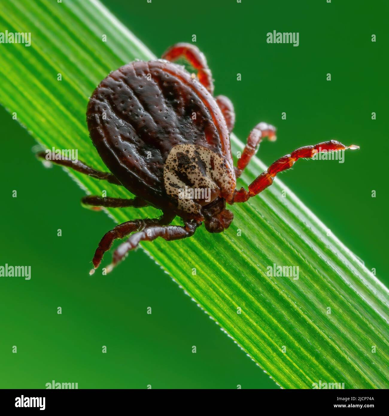 Encephalitis Tick Insect Crawling on Grass. Lyme Borreliosis Disease ...