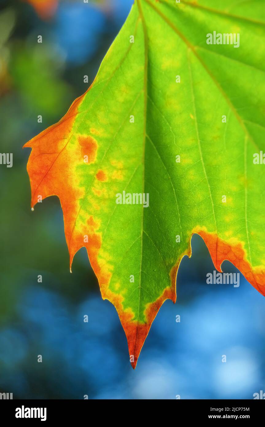 Maple leaf during autumn hi-res stock photography and images - Alamy