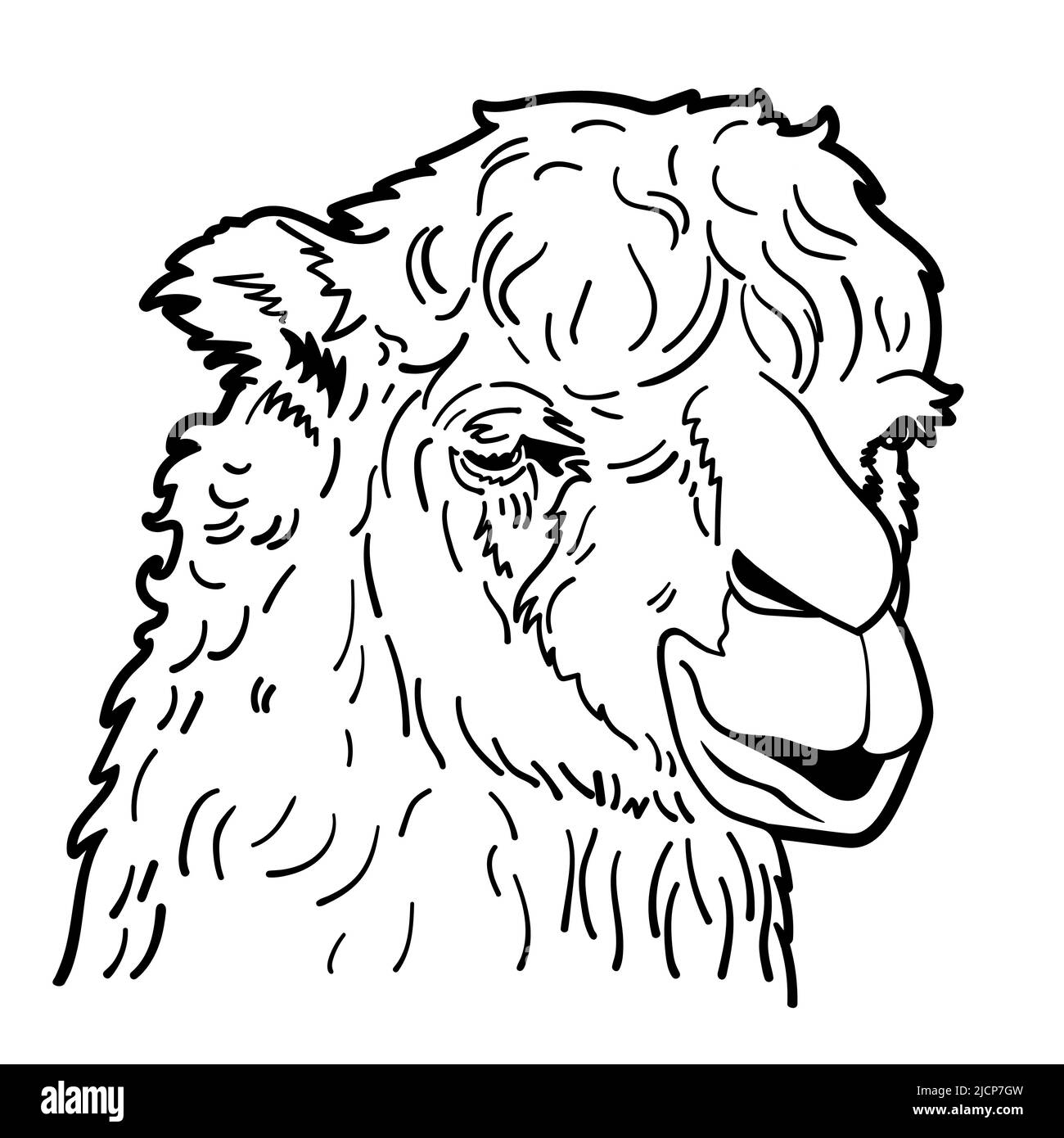 Drawing of alpaca portrait, hand drawn sketch, vector illustration ...