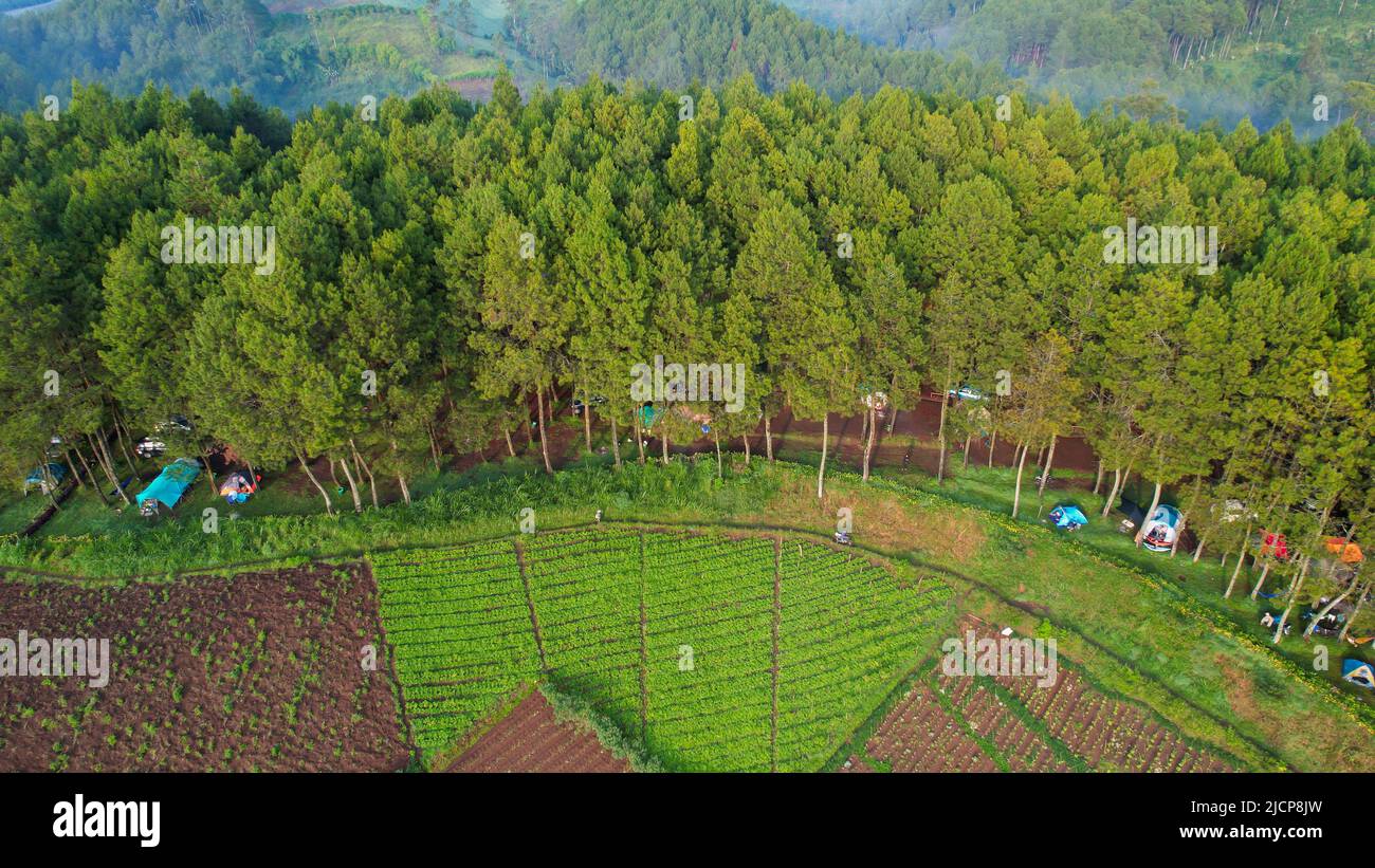 Aerial view of The atmosphere around the tent site of the Datar Pinus ...