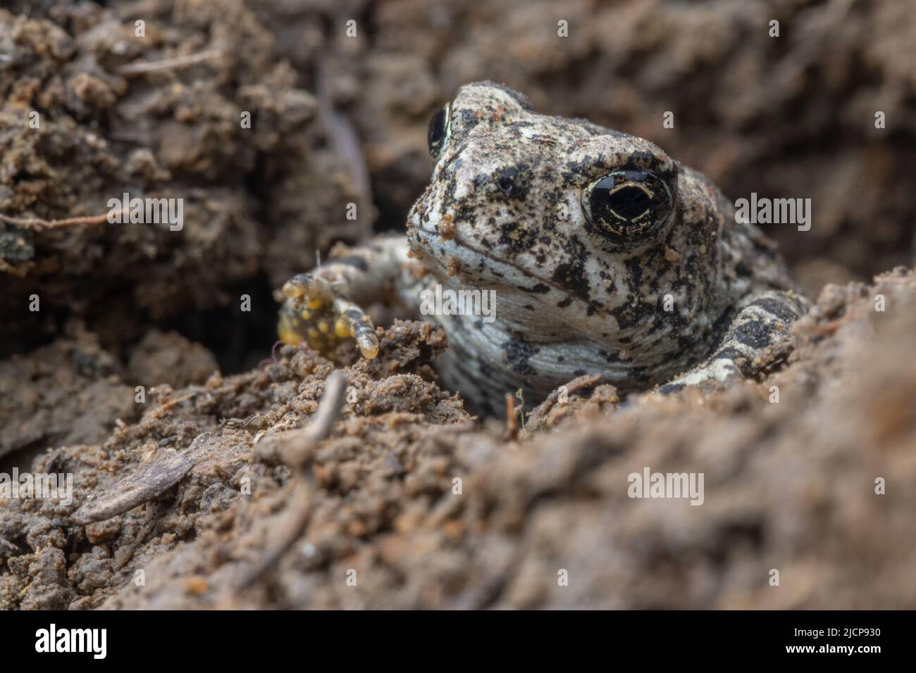 A tiny baby western toad (Anaxyrus boreas) just after metamorphosis in ...