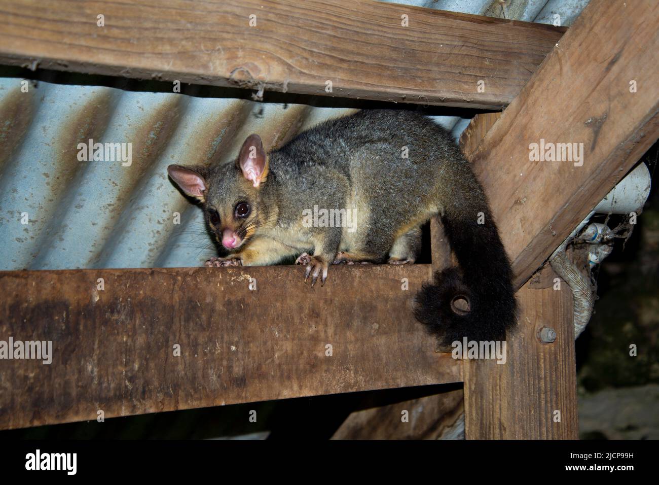 Wild Possum in the Suburbs Stock Photo - Alamy