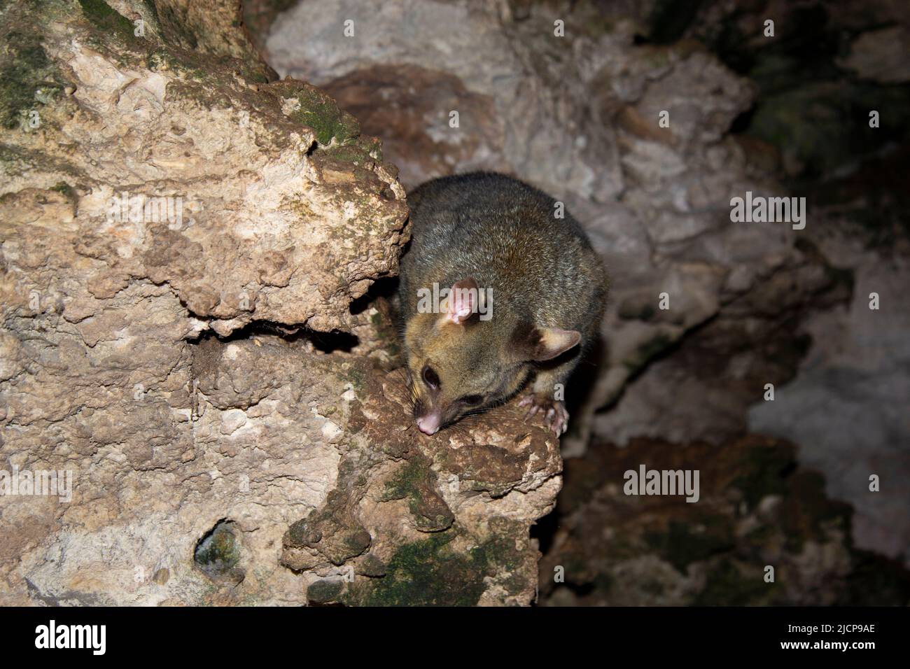 Wild Possum in the Suburbs Stock Photo - Alamy