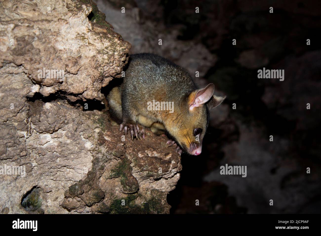 Wild Possum in the Suburbs Stock Photo - Alamy