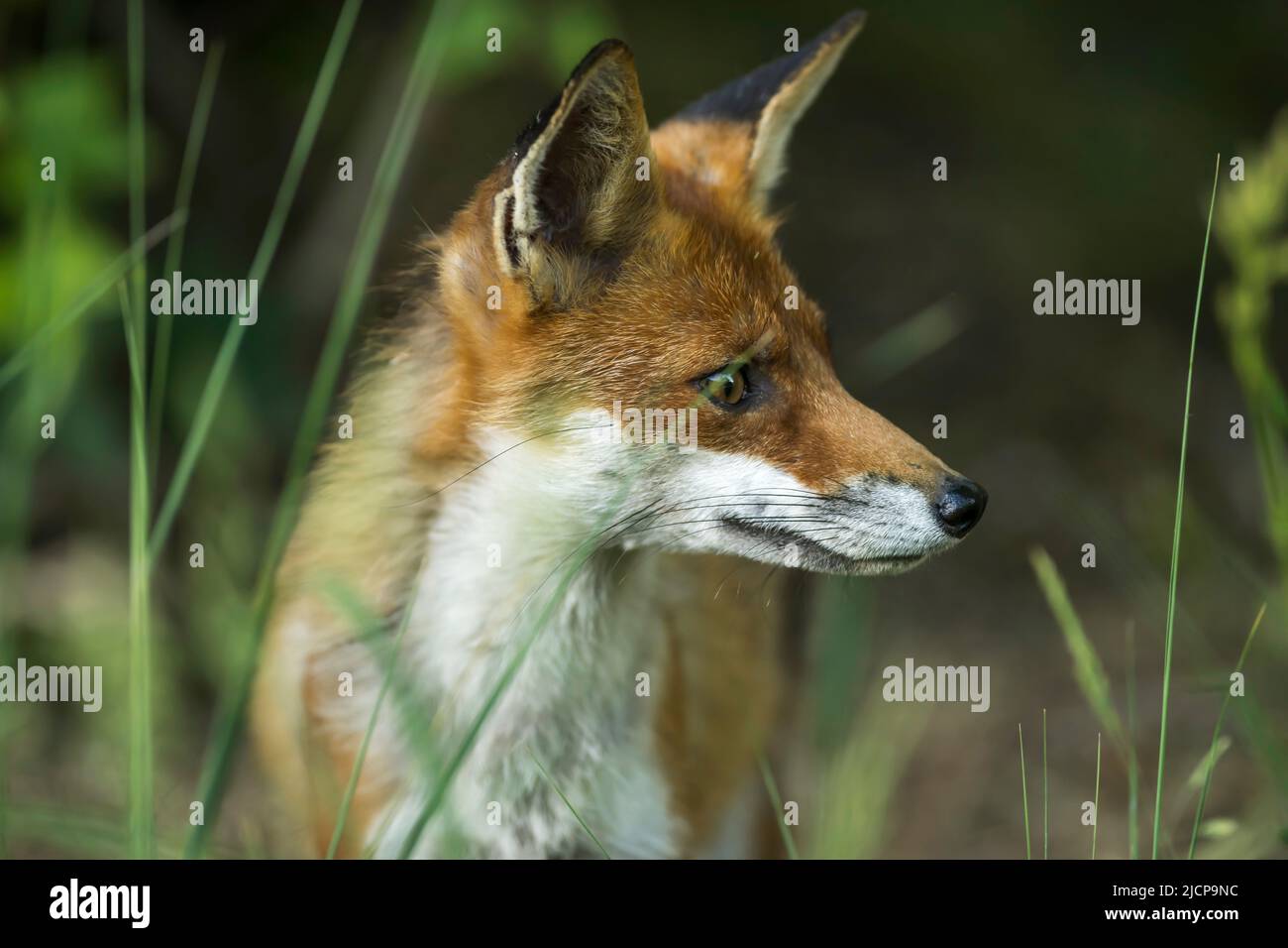 Portrait of pretty fox in grass Stock Photo - Alamy