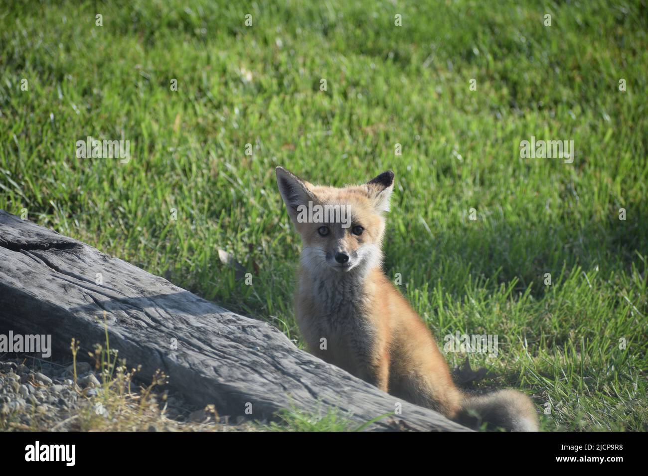 A cute fox kit looking at the camera in rural east central Illinois ...