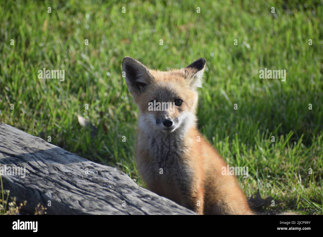 A cute fox kit looking at the camera in rural east central Illinois ...