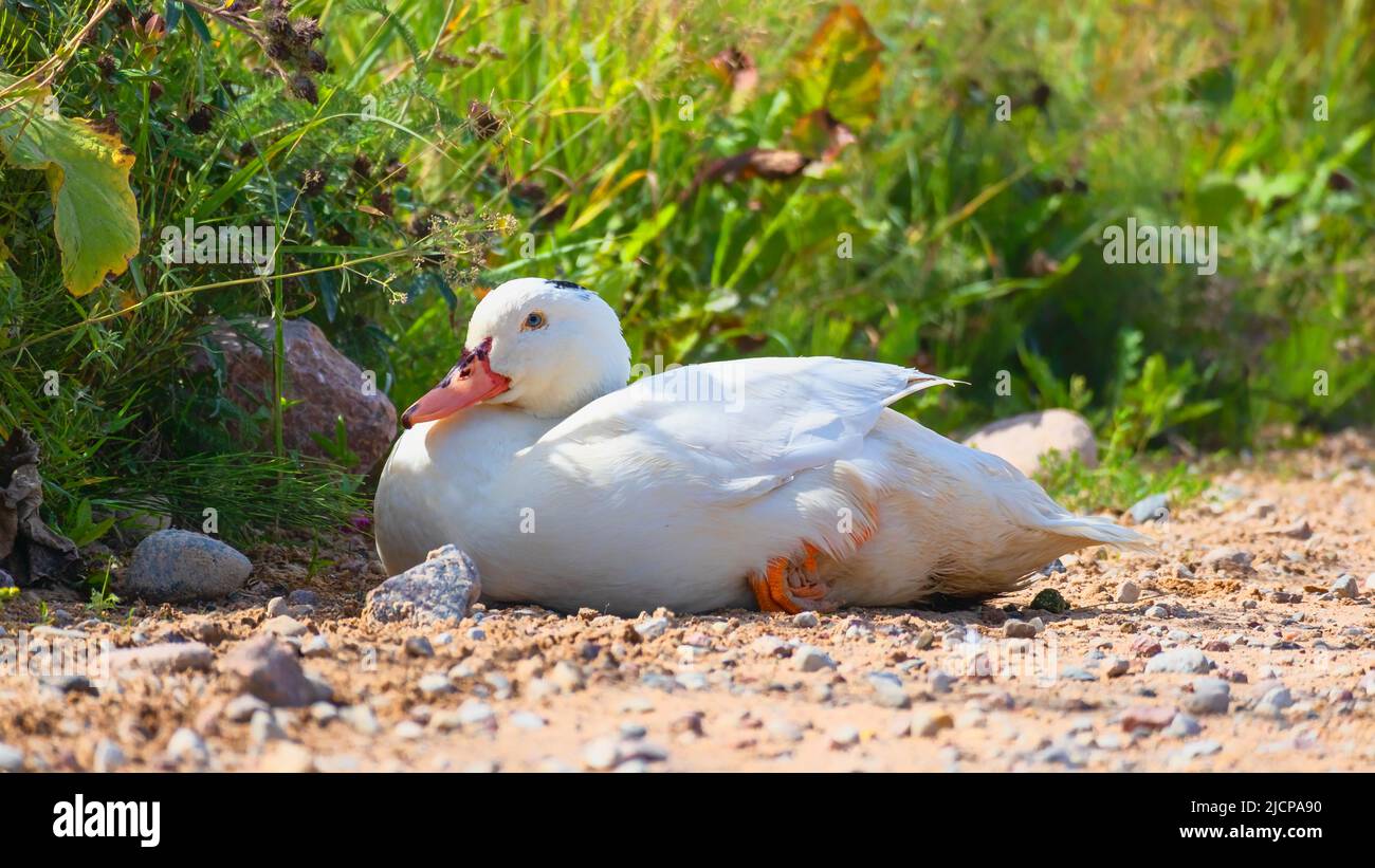 A white, cute, lazy duck with blue eyes taking a nap on the rocky ...