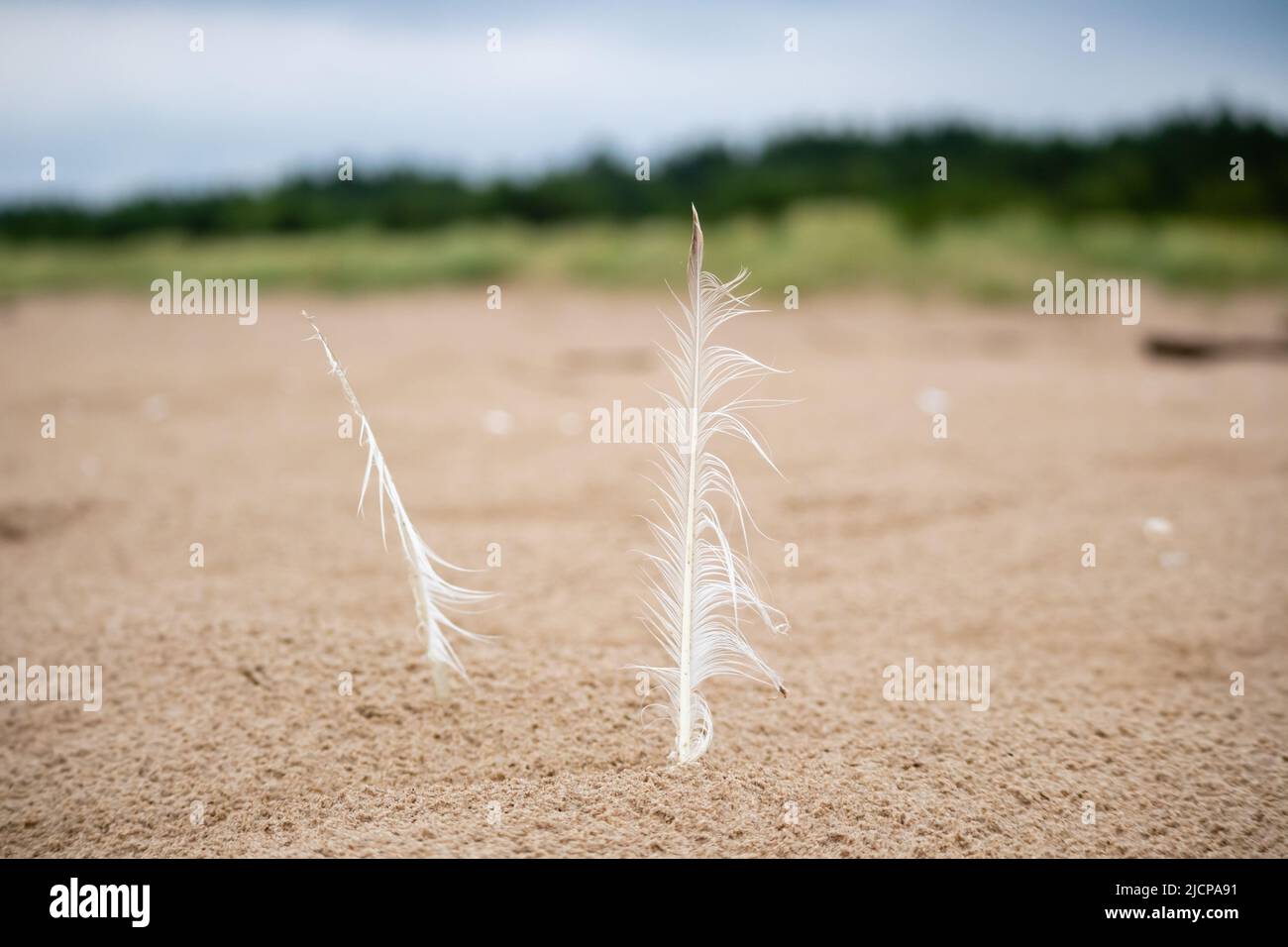 A white feather in the sand on the beach Stock Photo - Alamy
