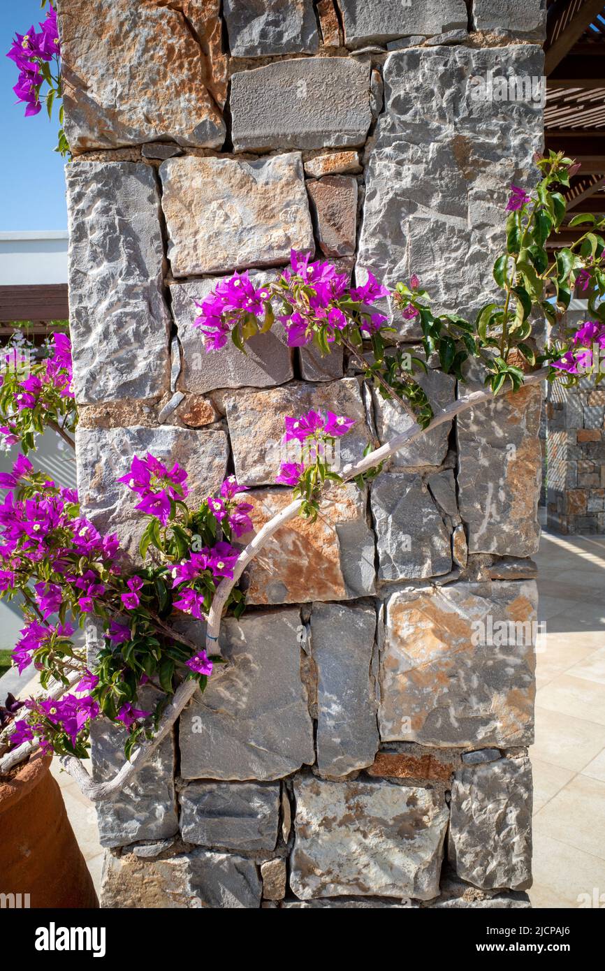an ornamental plant climbs up a column Stock Photo - Alamy