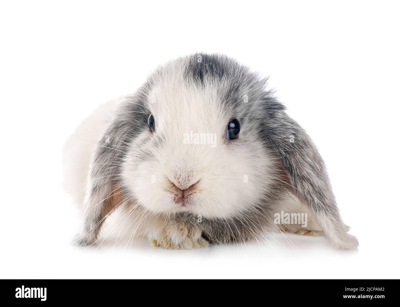 mini lop in front of white background Stock Photo - Alamy