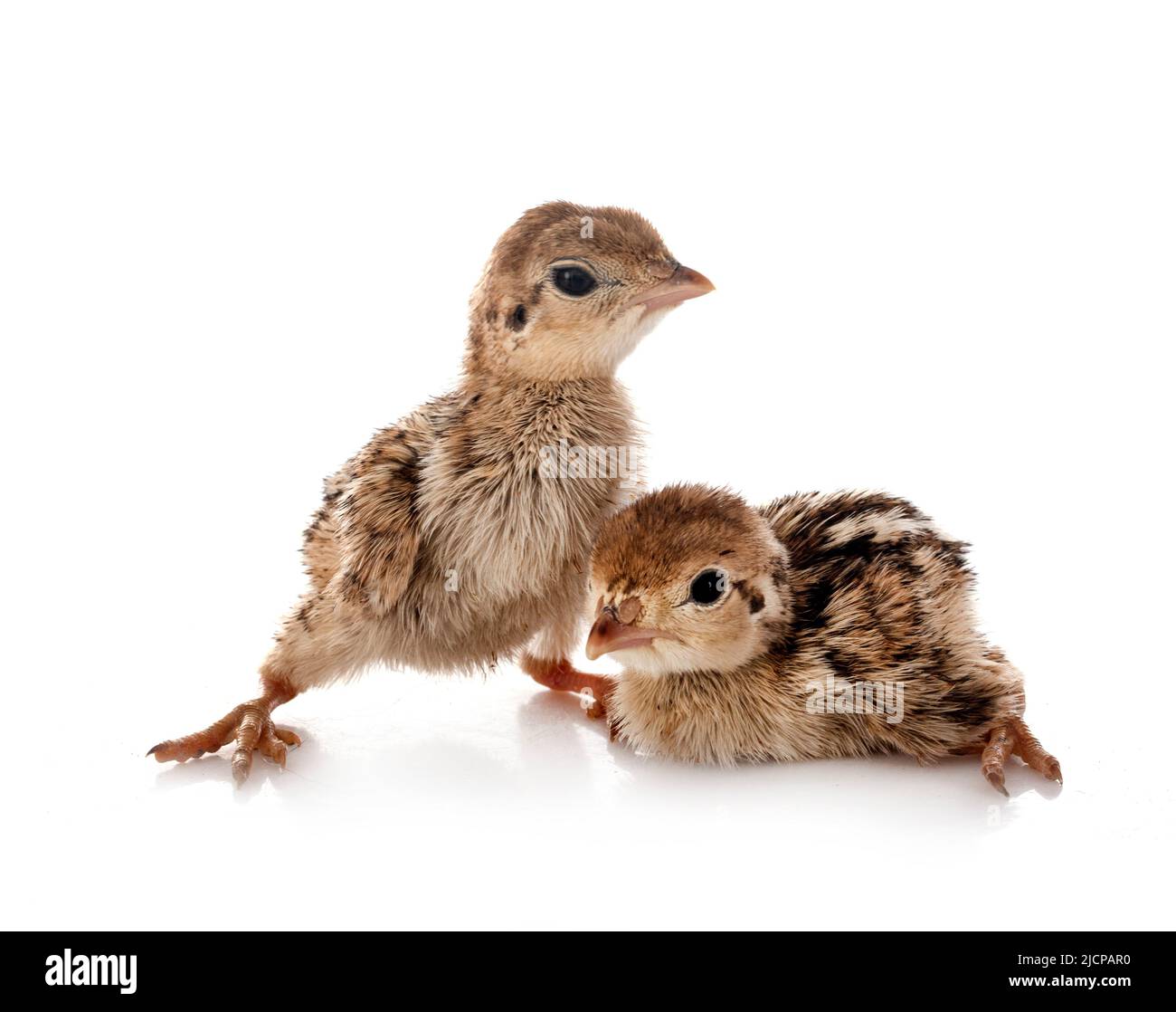 Chukar Partridge Chicks