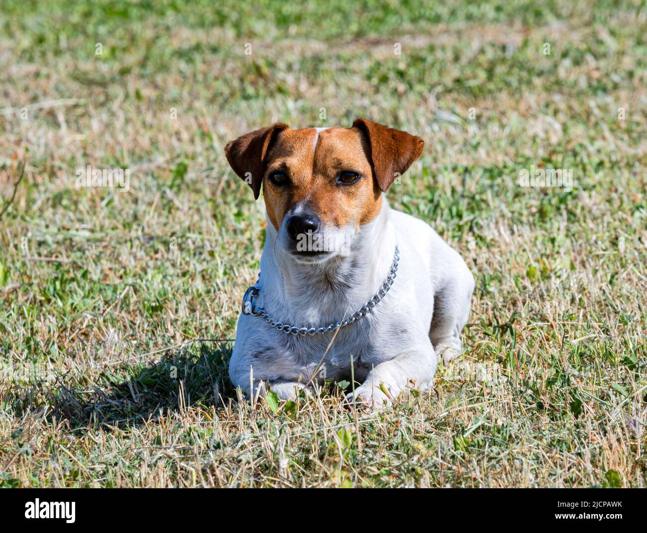 jack russel terrier is training for obedience competition in a club ...