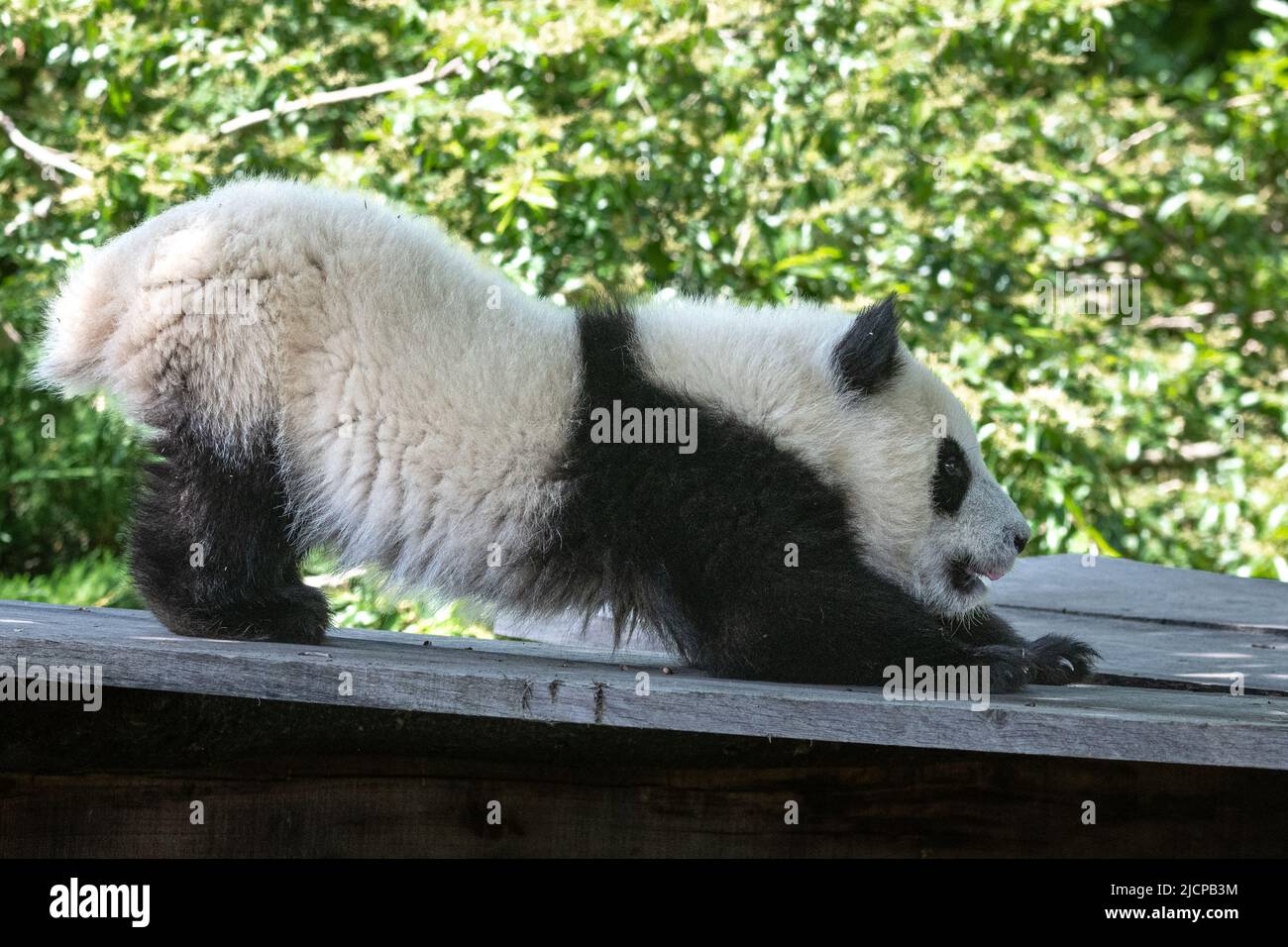 Funny Cute Baby Panda Bears