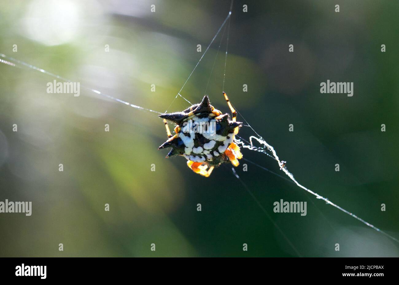 Australian horned spider hi-res stock photography and images - Alamy