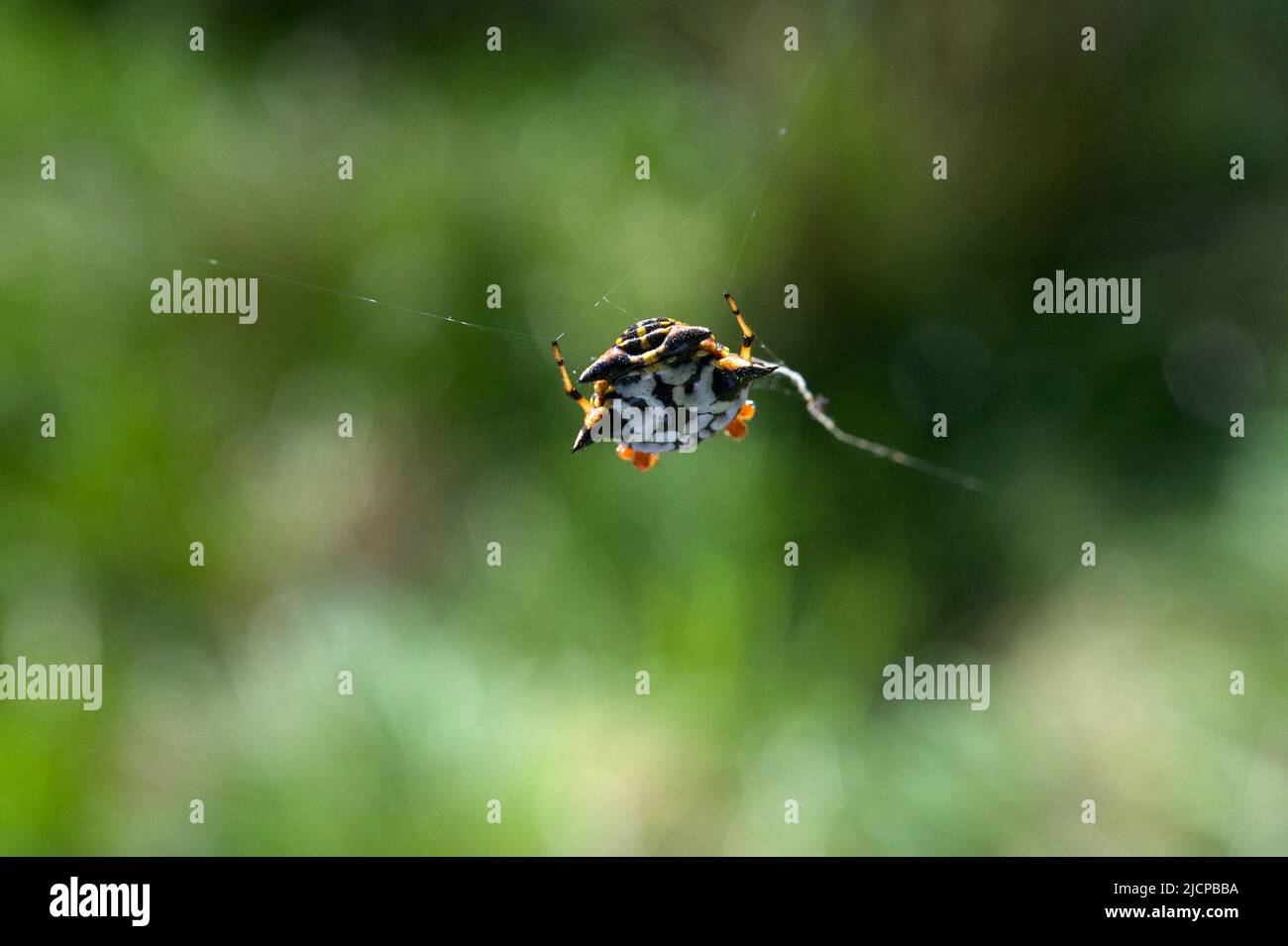 Six horned spider hi-res stock photography and images - Alamy