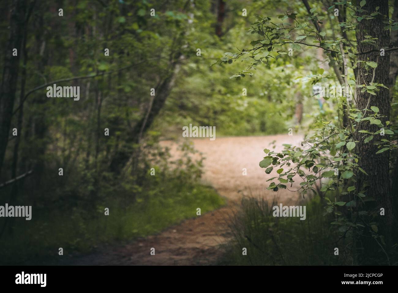 Forest path and sunlit clearing Stock Photo - Alamy