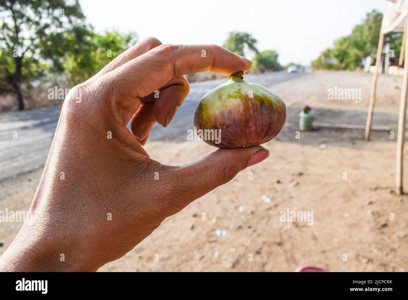 Person holding piece of Fig fruit ready to eat ripe. Fig also known as ...