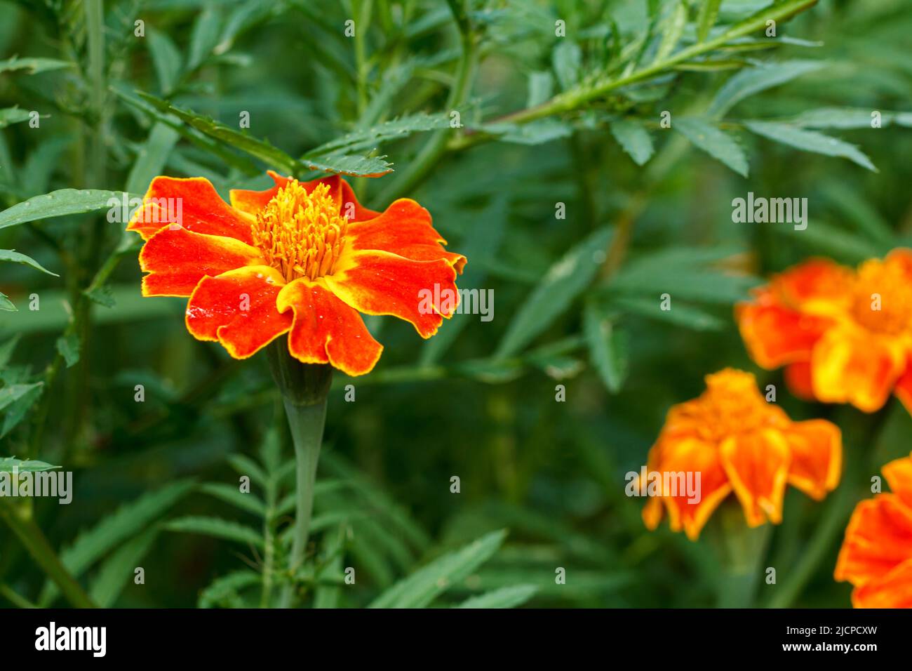 Tagetes in the garden with blurred flowers and green leaves in the ...