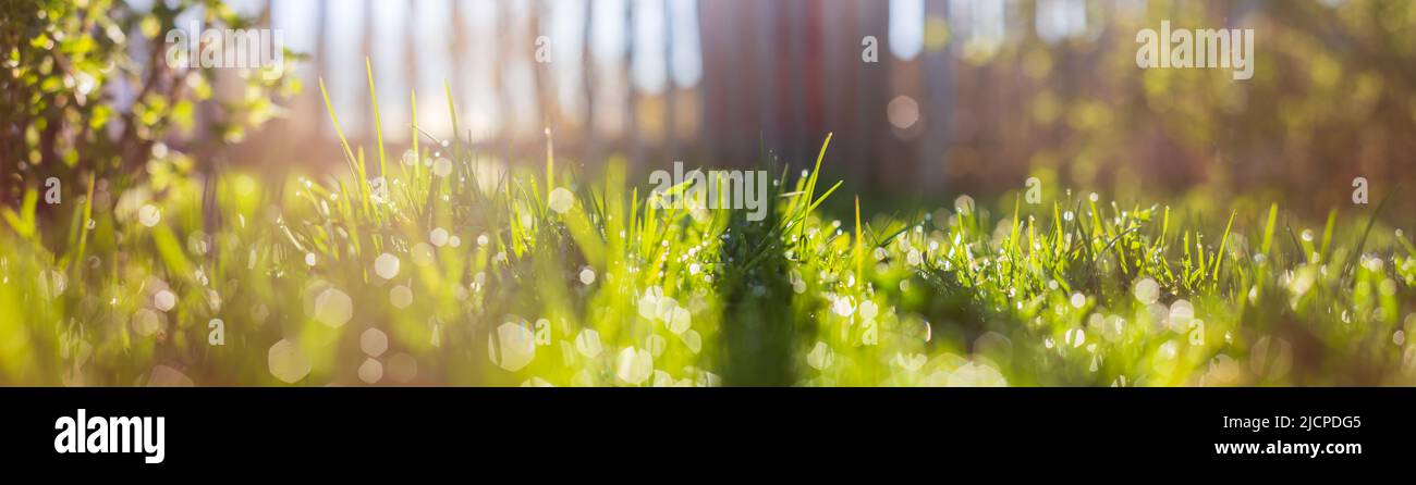 Natural strong blurry panorama background of green grass blades close ...