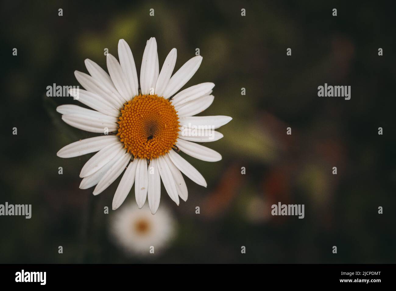 Large daisy flower head Stock Photo - Alamy
