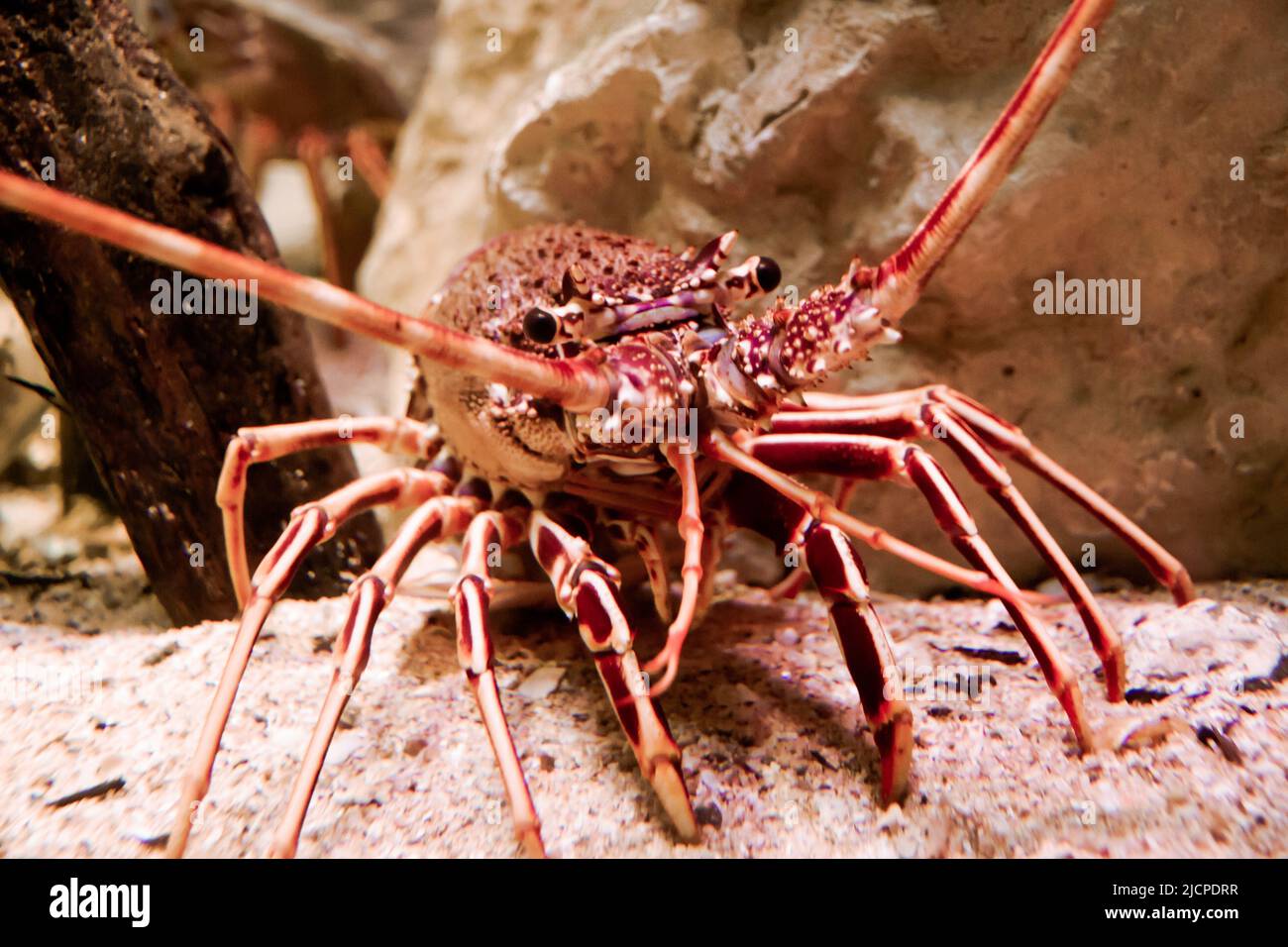 Lobster close-up view in ocean. Sea life Stock Photo - Alamy