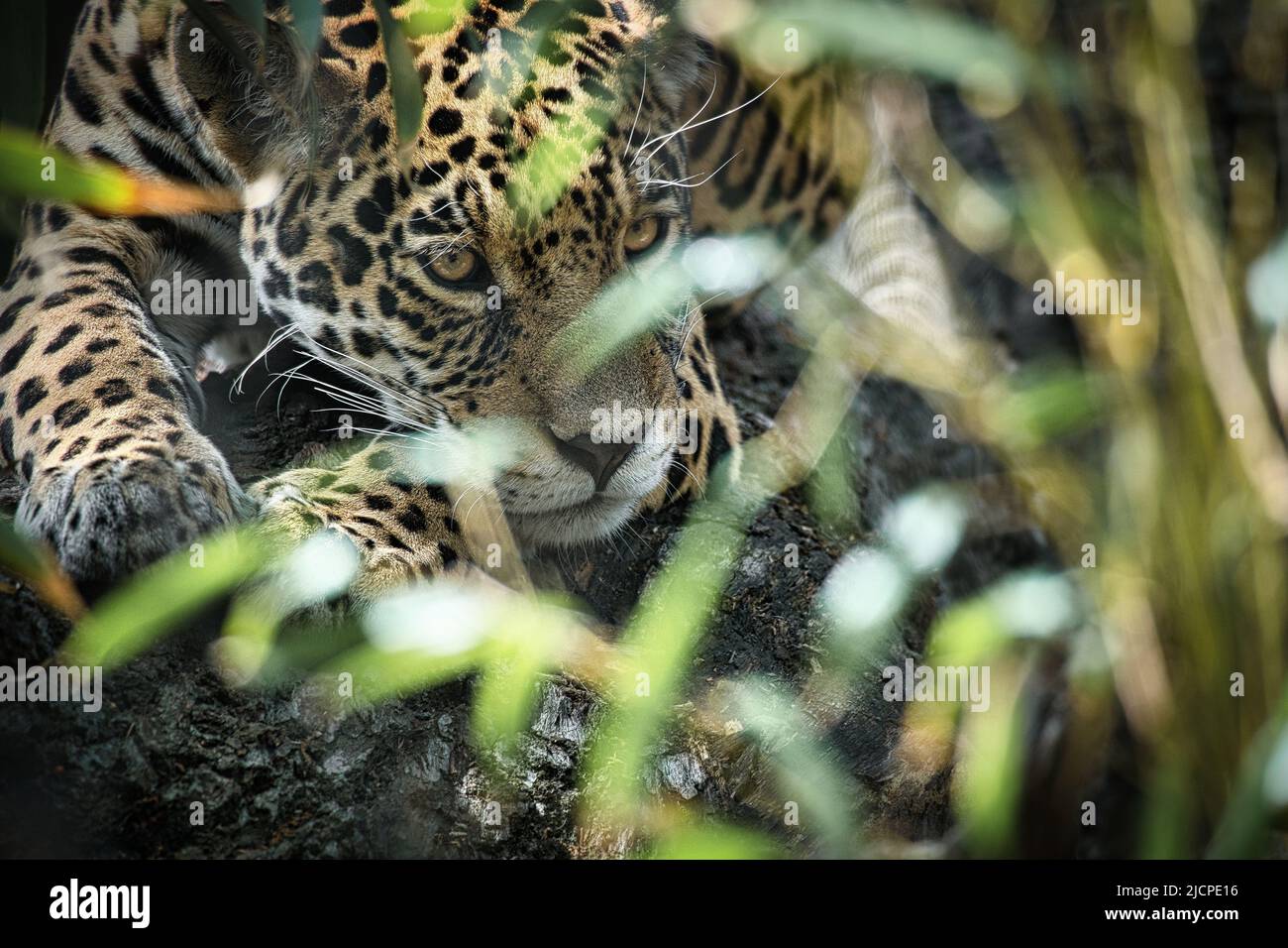 Jaguar lying behind grass. spotted fur, camouflaged lurking. The big ...