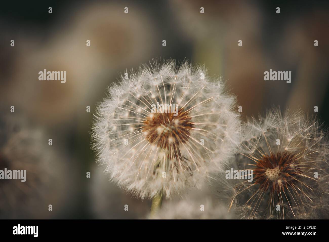 Dandelion seed field hi-res stock photography and images - Alamy