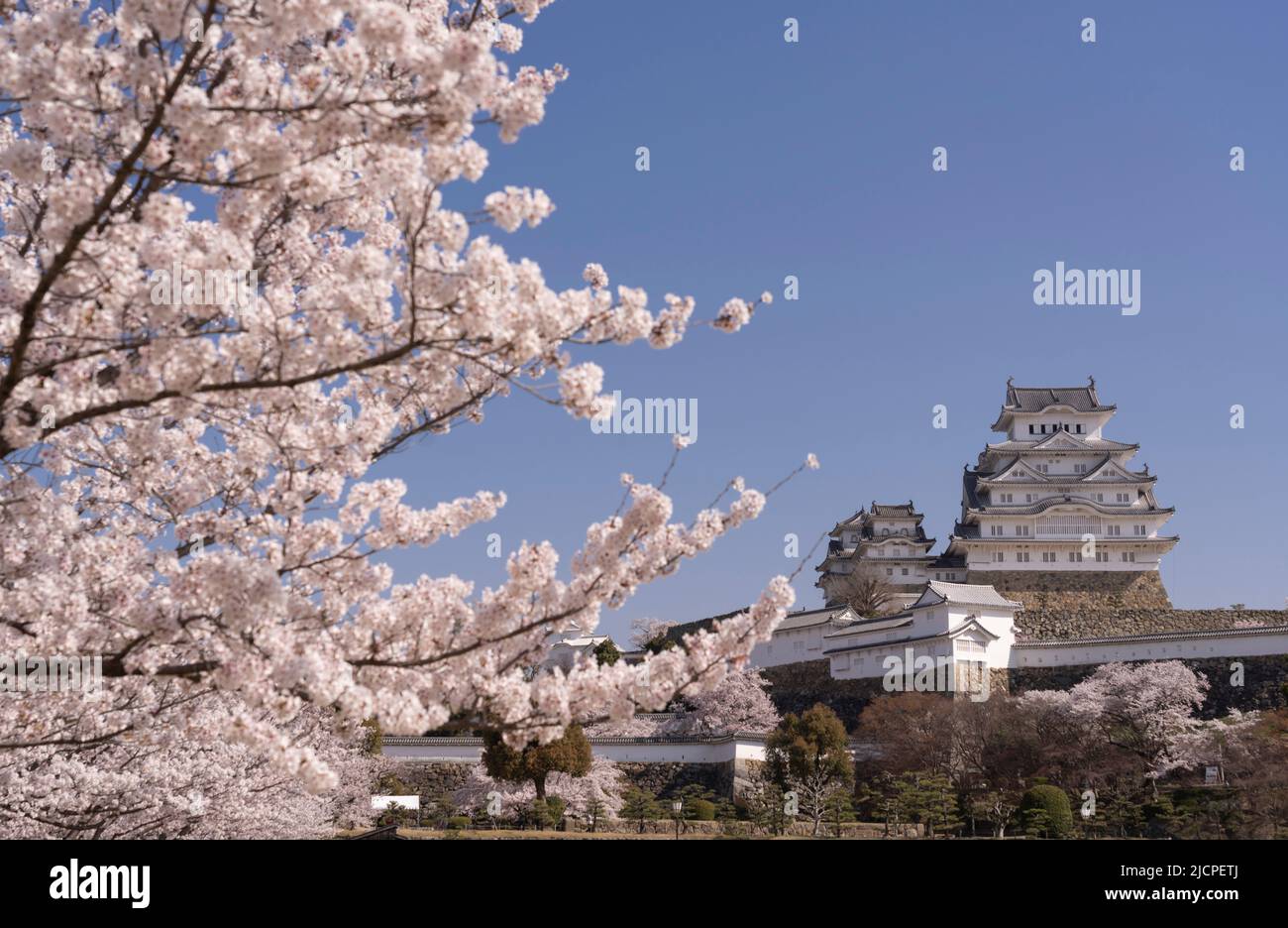 Himeji Castle and cherry blossom, Himeji City, Hyogo, Honshu, Japan ...